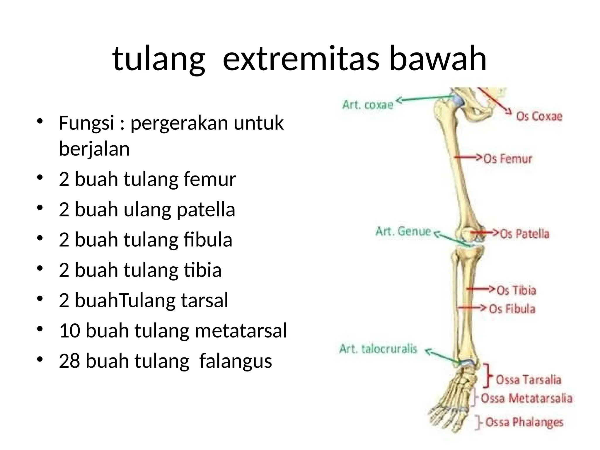 SISTEM SKELETAL.pptx Anatomy Fisiologi human | PPTX