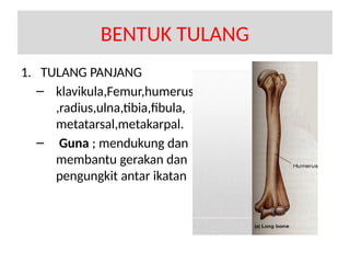 SISTEM SKELETAL.pptx Anatomy Fisiologi human | PPTX