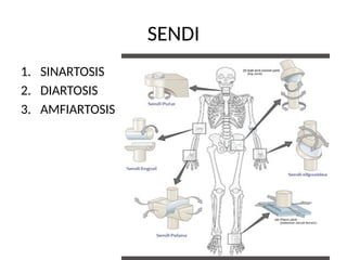 SISTEM SKELETAL.pptx Anatomy Fisiologi human | PPT