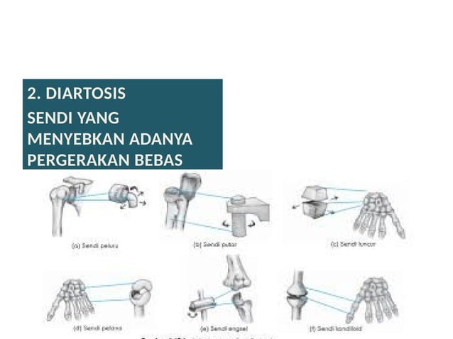 SISTEM SKELETAL.pptx Anatomy Fisiologi human | PPT