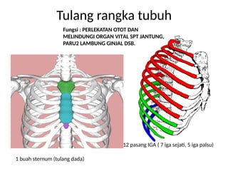 SISTEM SKELETAL.pptx Anatomy Fisiologi human | PPT