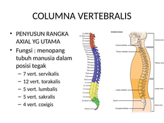 SISTEM SKELETAL.pptx Anatomy Fisiologi human | PPT