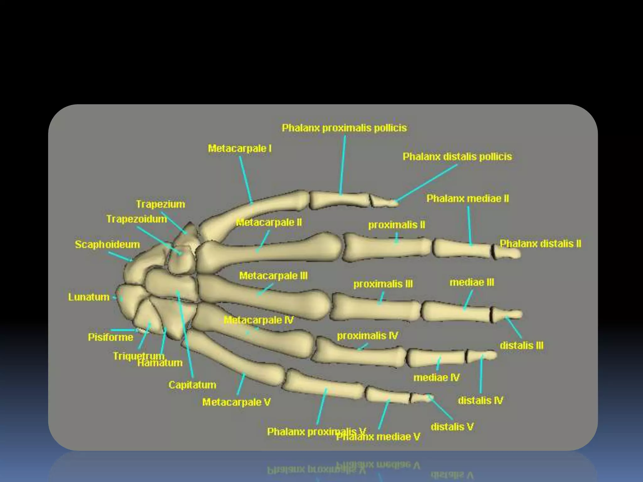 Sistem skeleton | PPTX