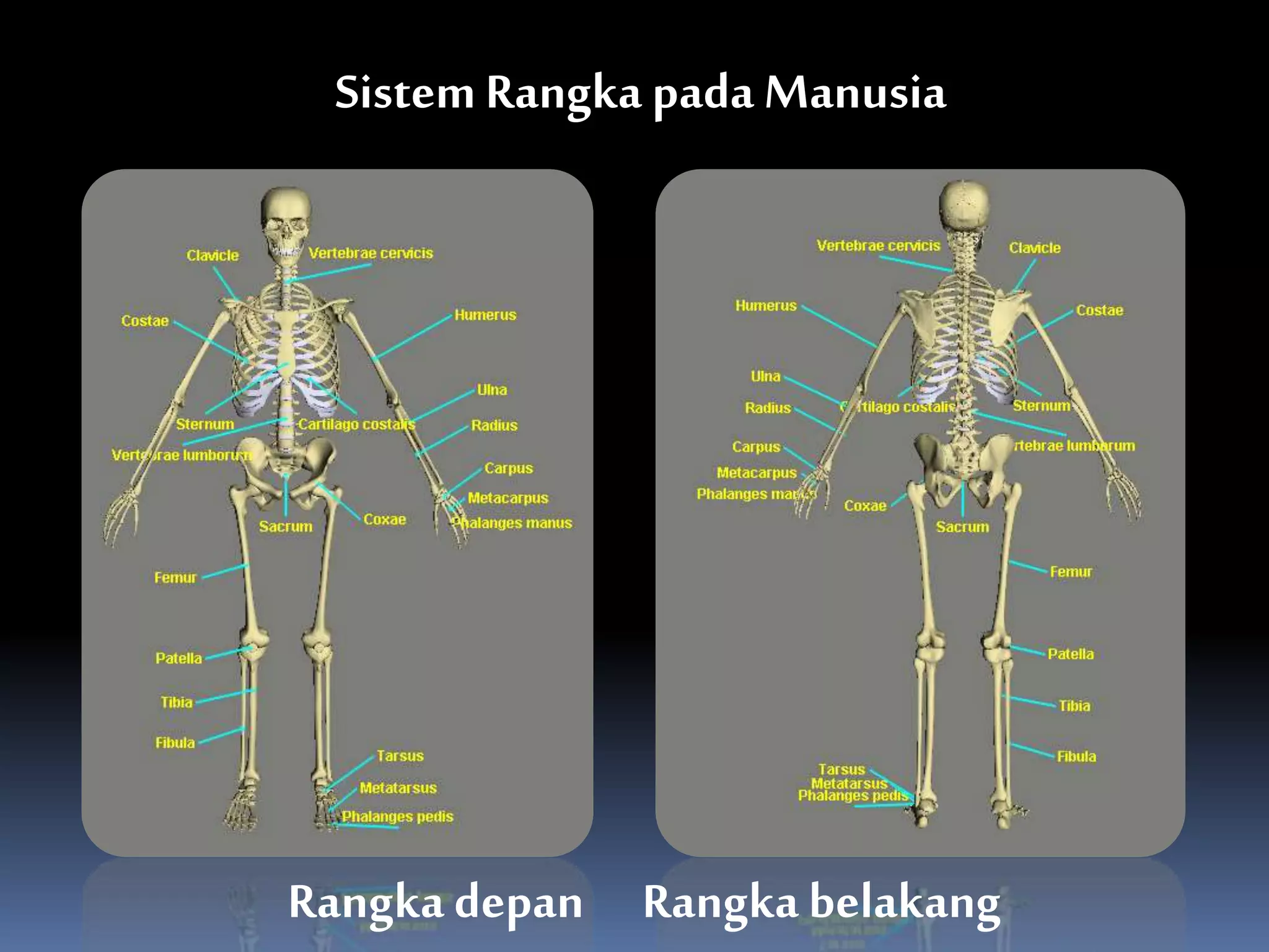 Sistem skeleton | PPTX