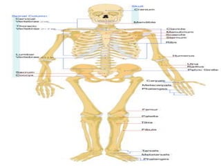 SISTEM SKELETON.ppt