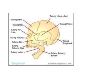 SISTEM SKELETON.ppt