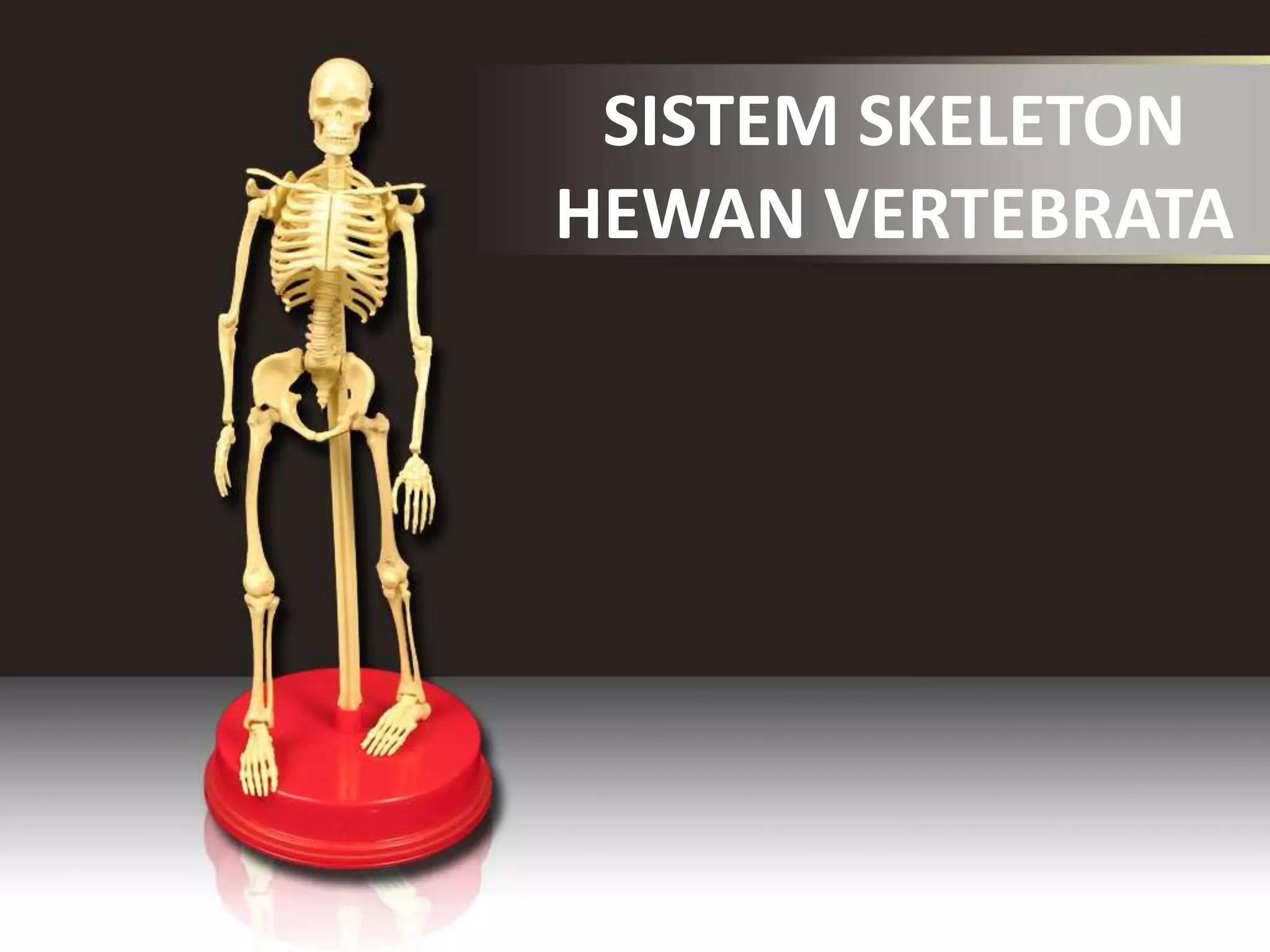 Sistem skeleton hewan vertebrata | PPTX