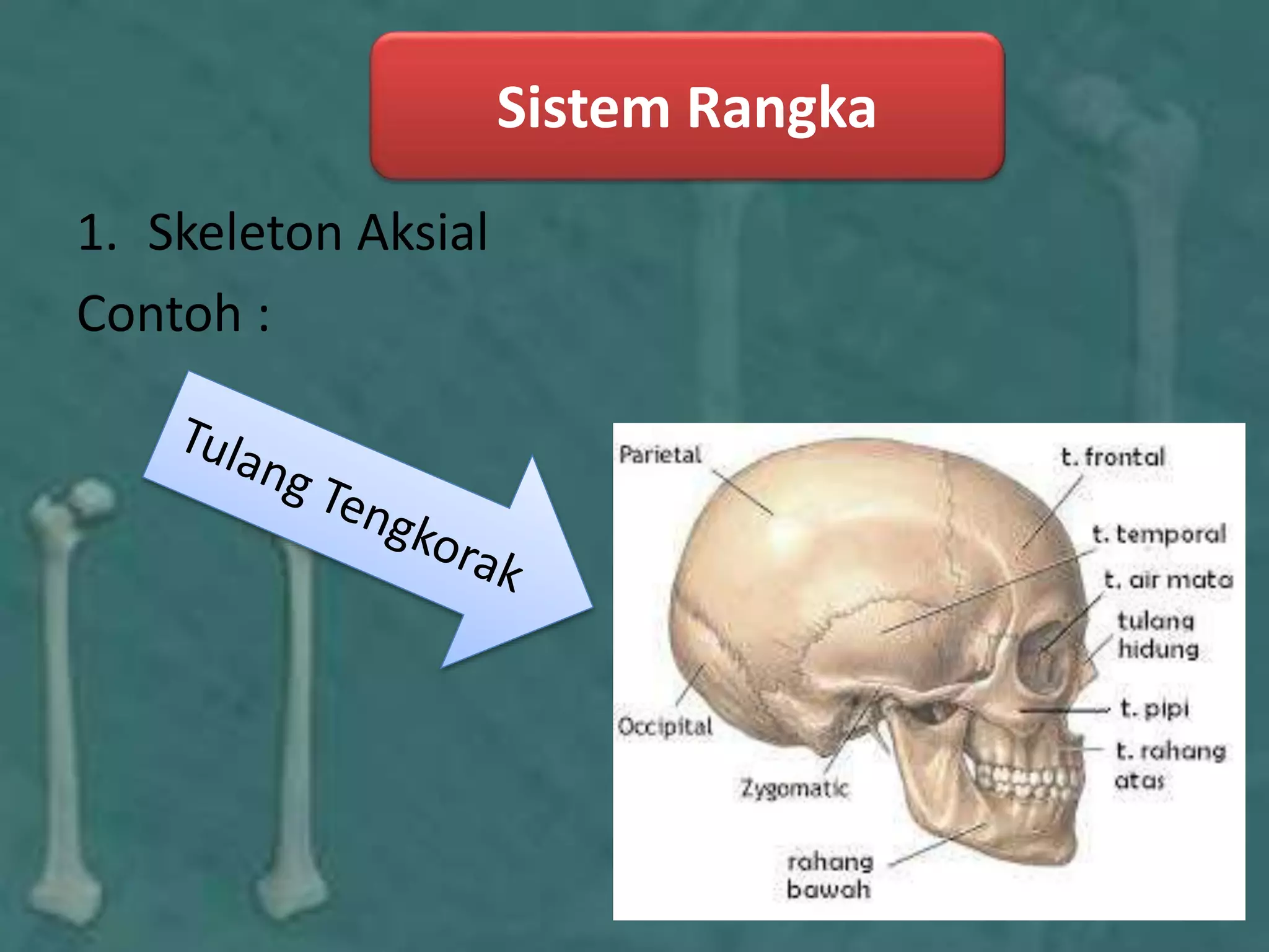 Sistem skeleton hewan vertebrata | PPTX
