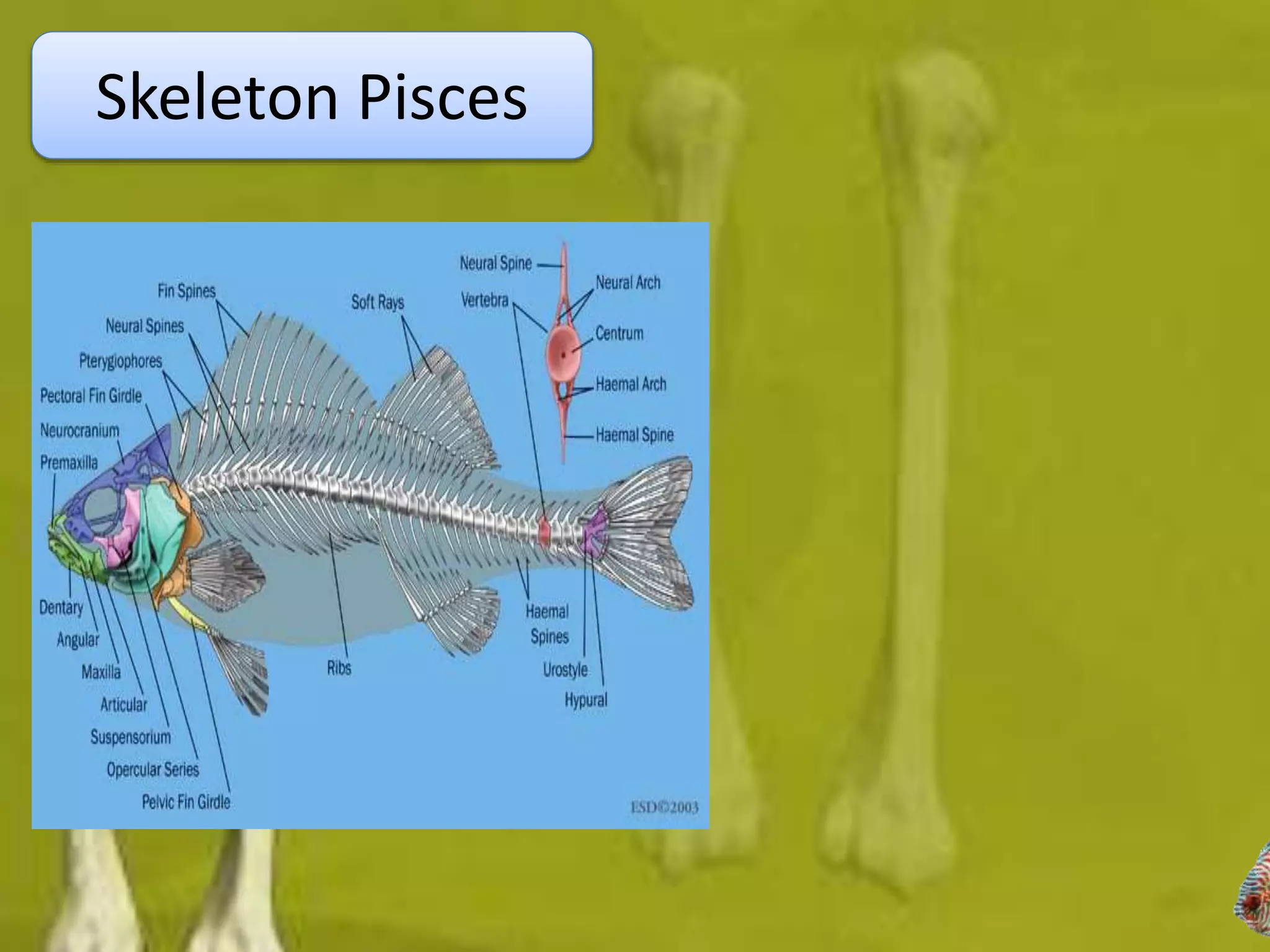 Sistem skeleton hewan vertebrata | PPTX