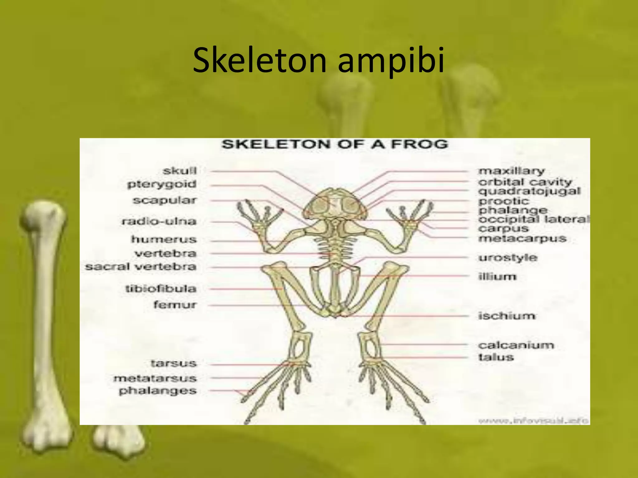 Sistem skeleton hewan vertebrata | PPTX