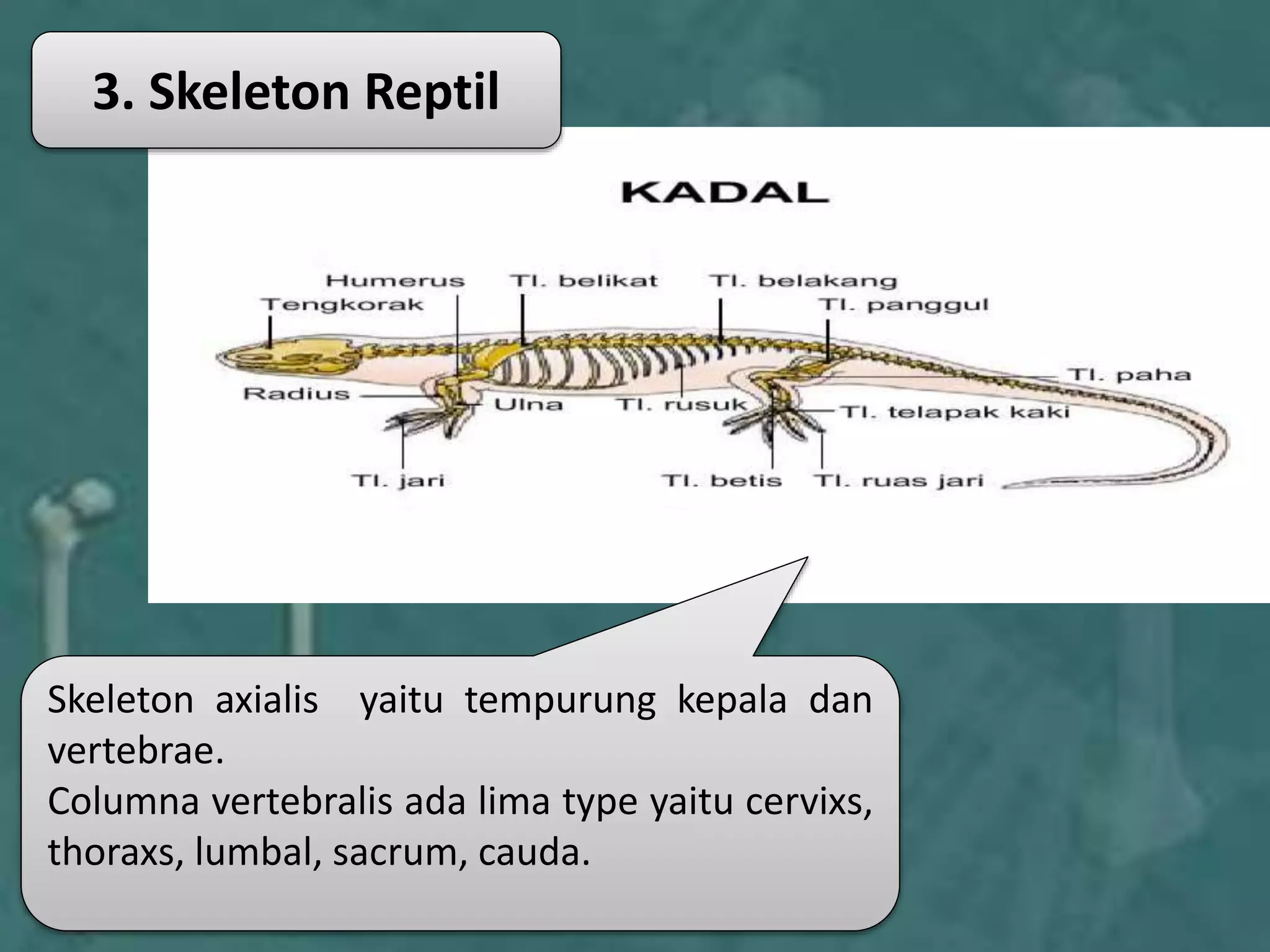 Sistem skeleton hewan vertebrata | PPTX