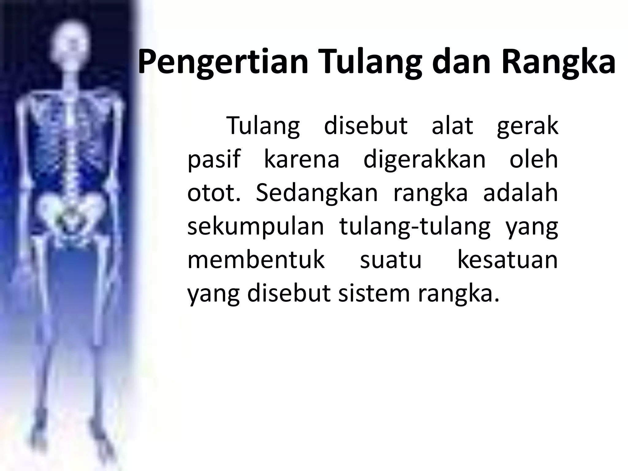 Sistem skeleton hewan vertebrata | PPTX