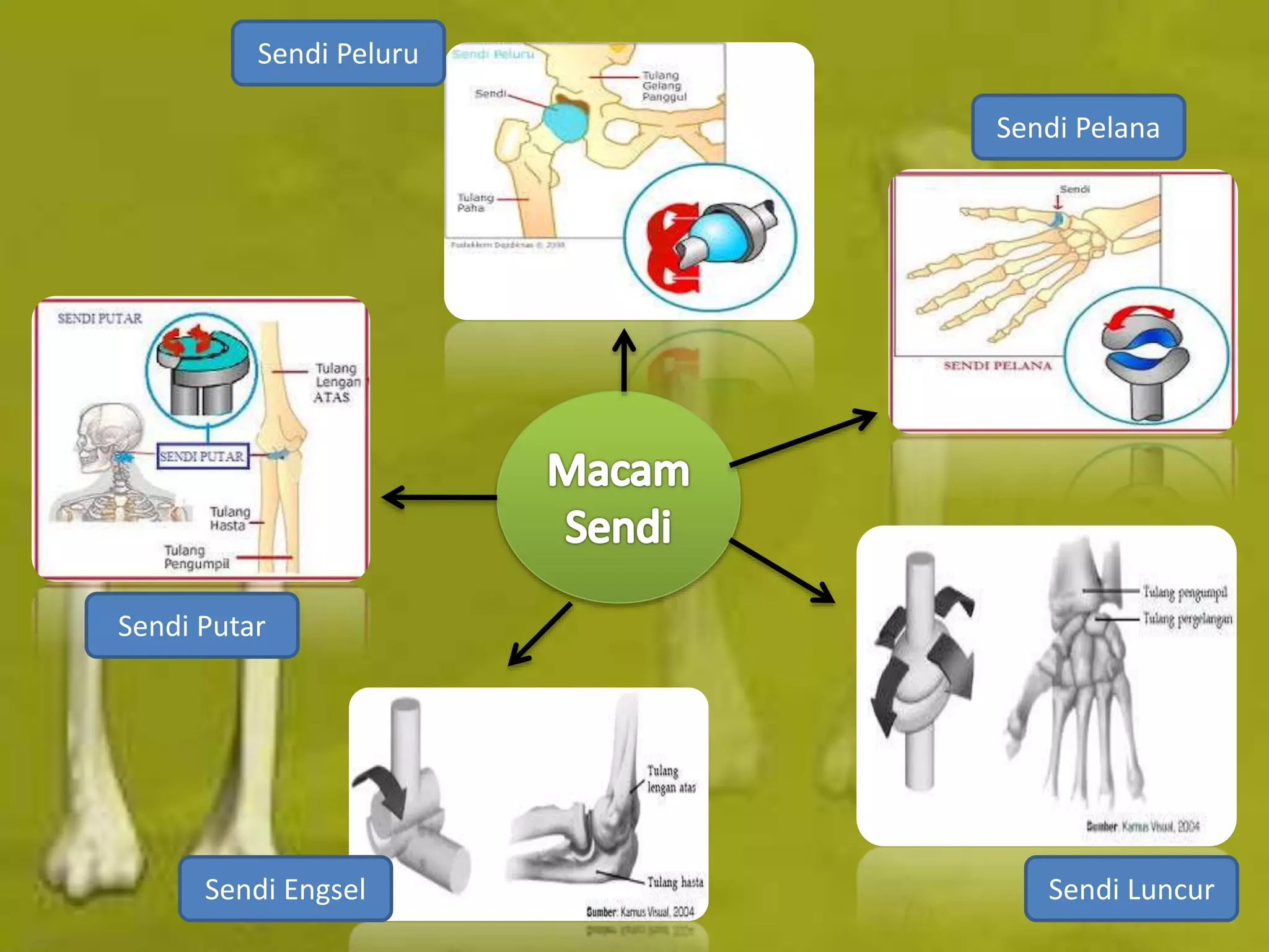 Sistem skeleton hewan vertebrata | PPTX