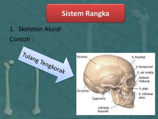 Sistem skeleton hewan vertebrata | PPTX