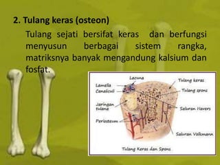 Sistem skeleton hewan vertebrata | PPTX