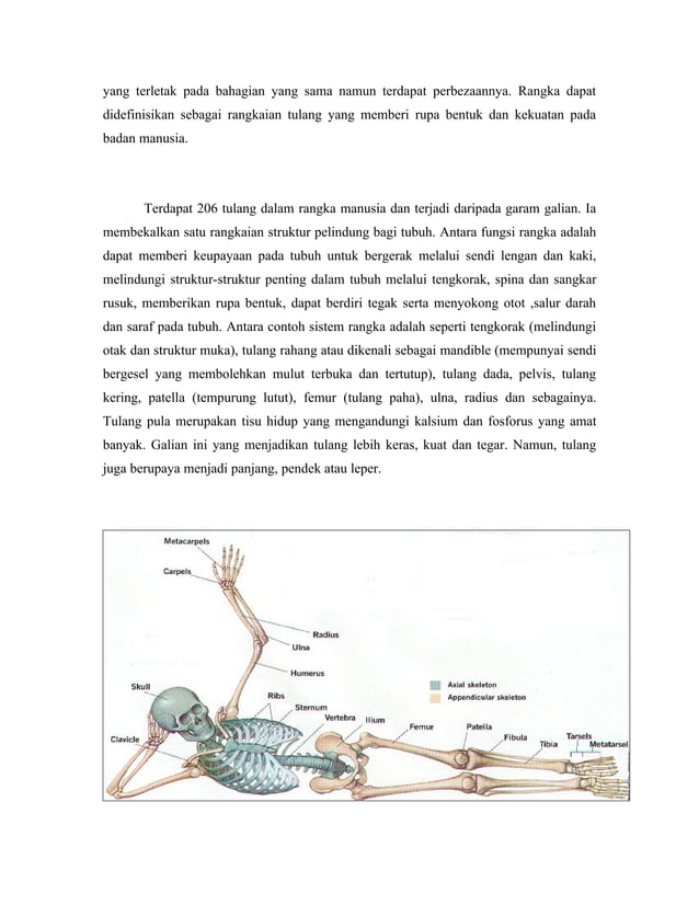Sistem skeleton manusia | DOC