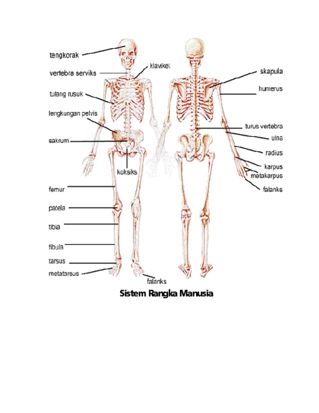 Sistem skeleton manusia | DOC
