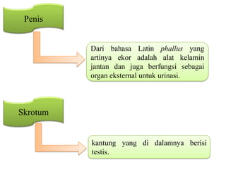 Sistem struktur reproduksi pria | PPT