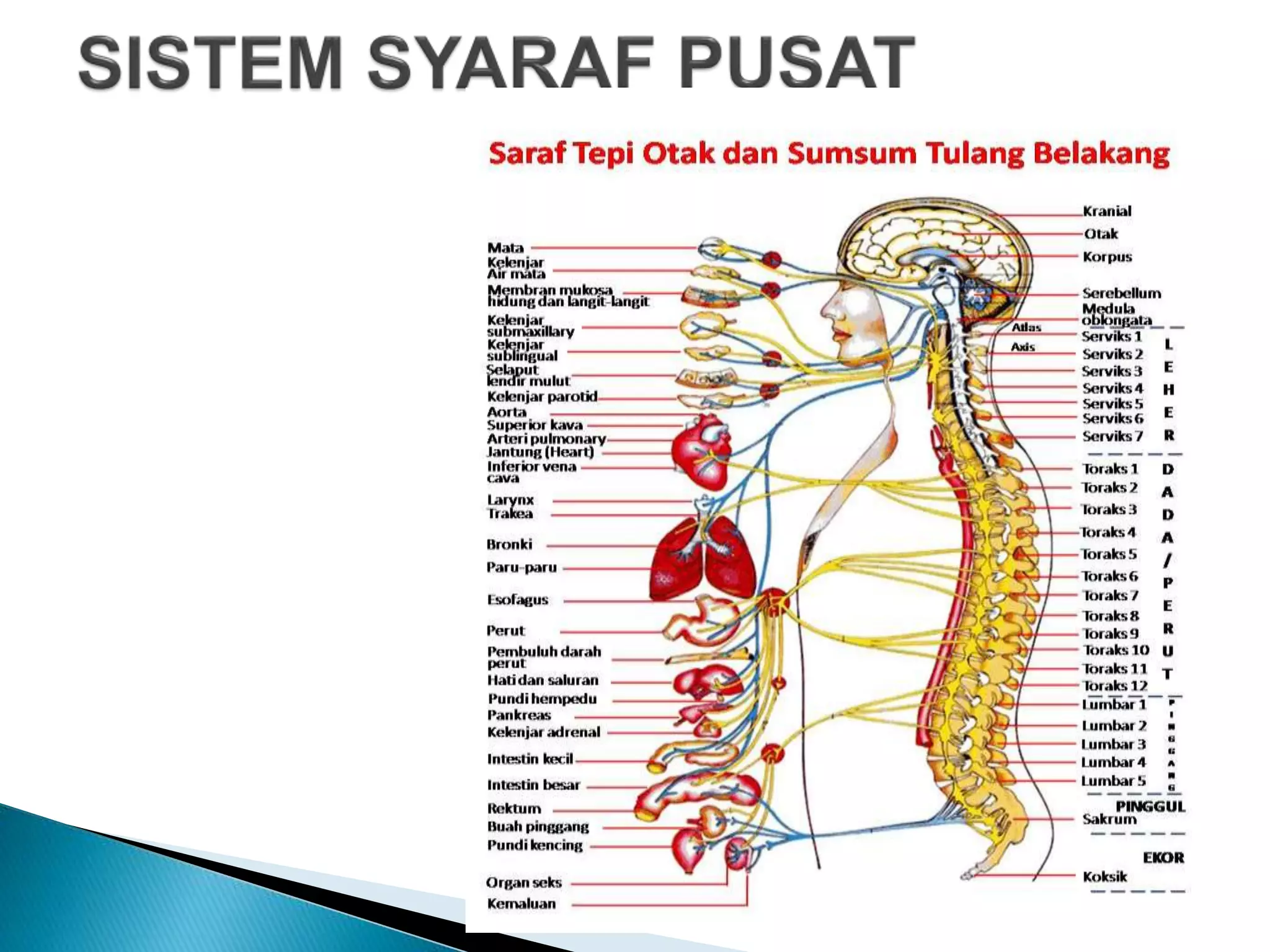 Sistem syaraf | PPTX