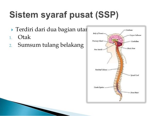 Sistem syaraf