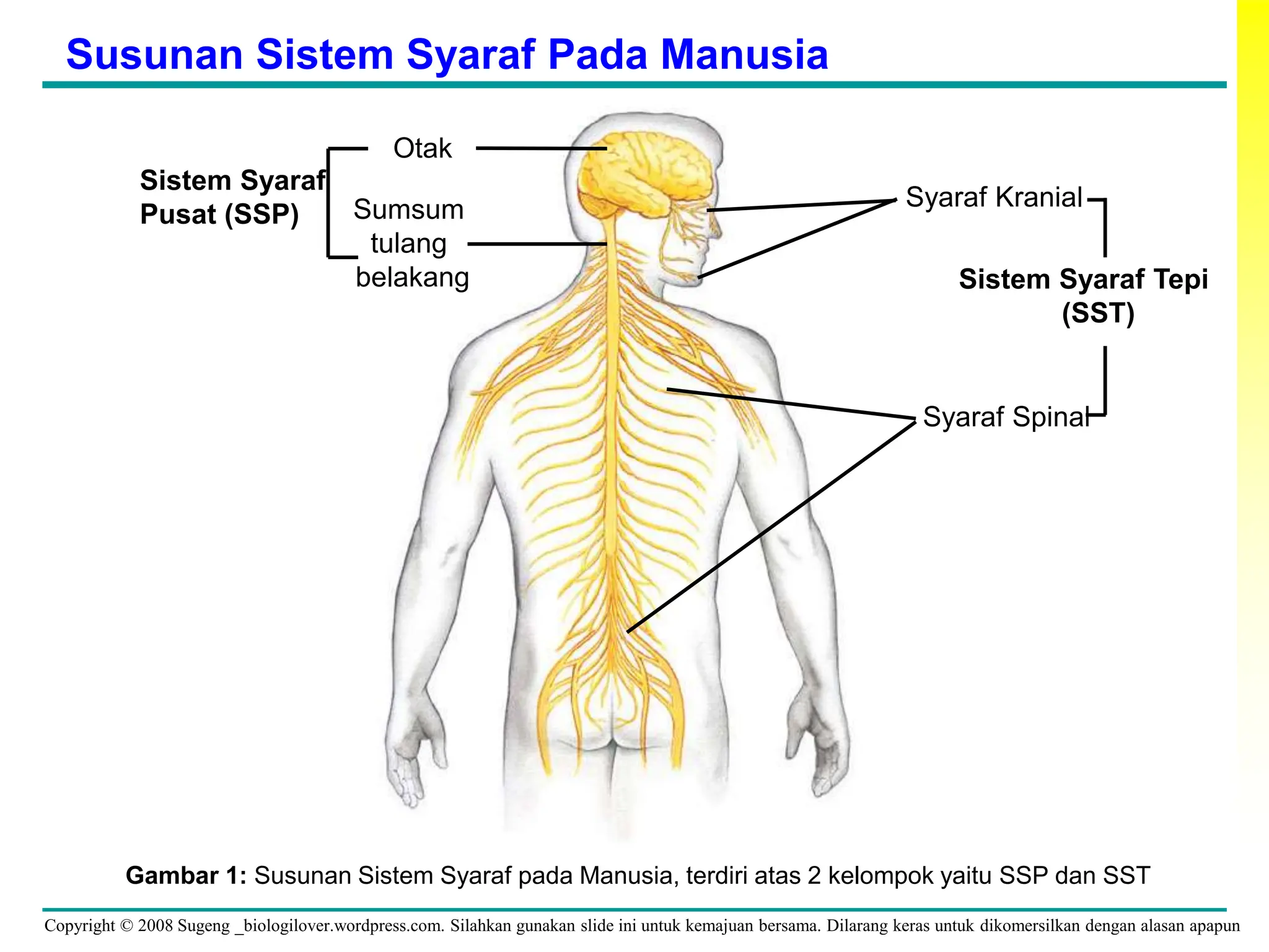 sistem syaraf yang terdapat pada manusia.ppt