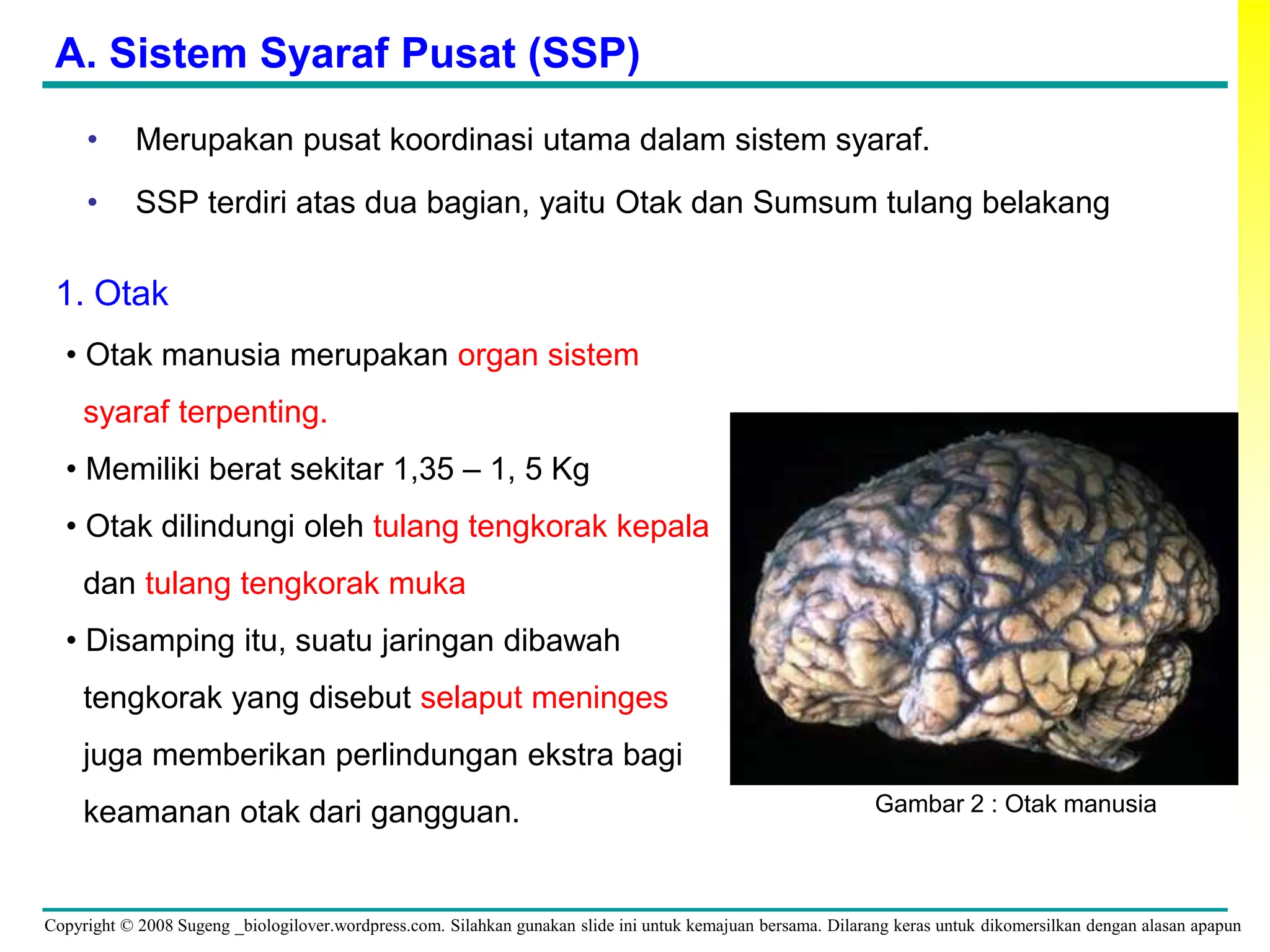 sistem syaraf yang terdapat pada manusia.ppt