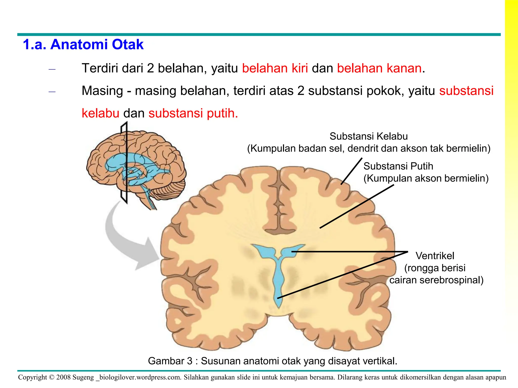 sistem syaraf yang terdapat pada manusia.ppt