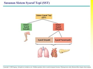 sistem syaraf yang terdapat pada manusia.ppt
