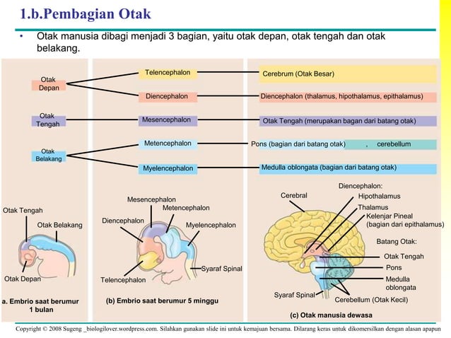 sistem syaraf yang terdapat pada manusia.ppt