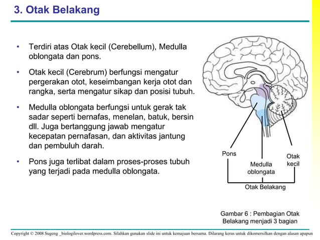 sistem syaraf yang terdapat pada manusia.ppt