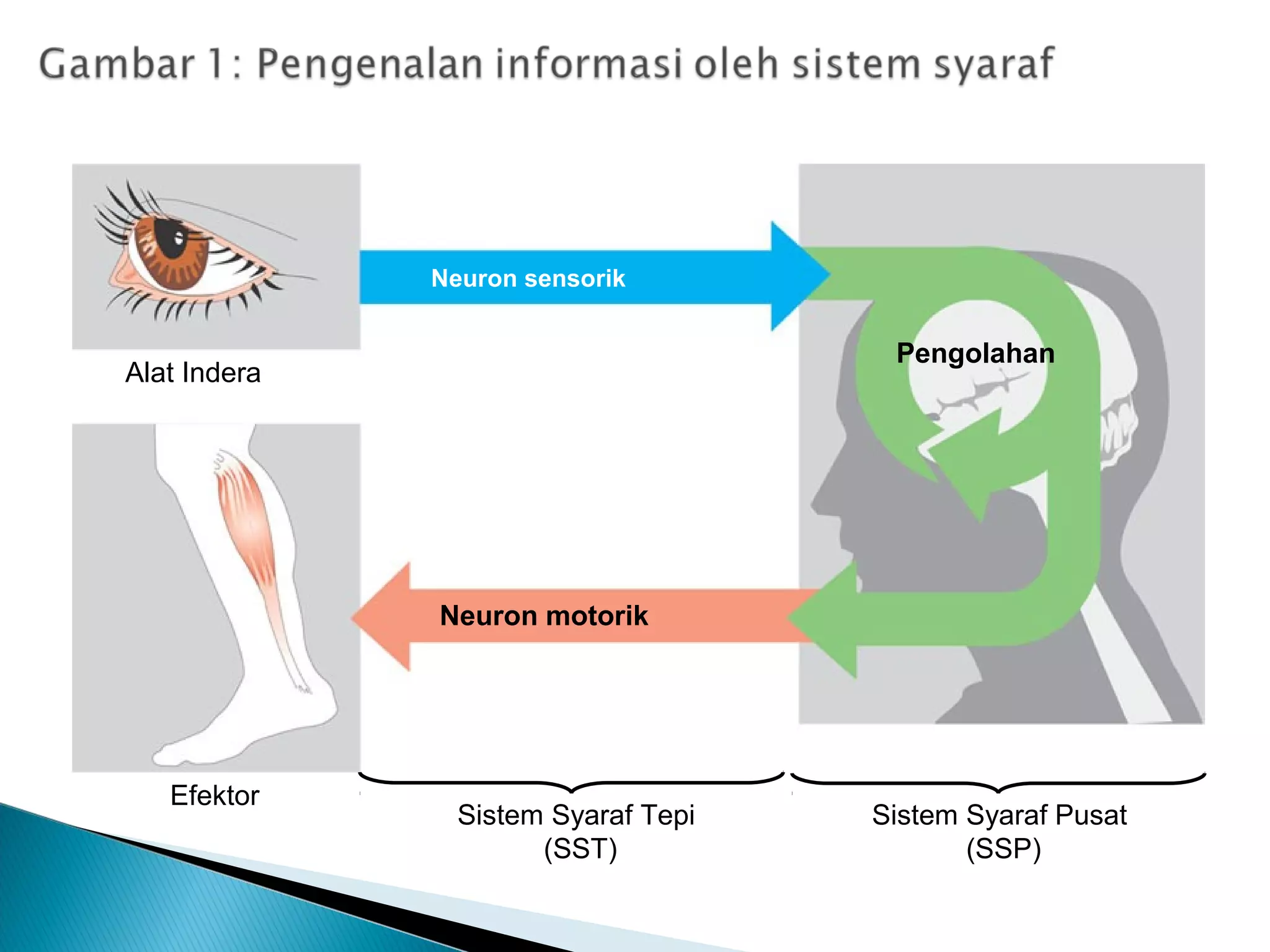 Sistem syaraf 1 | PPT