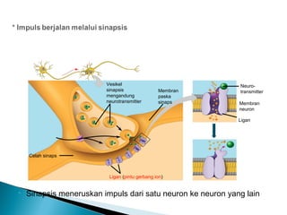 Sistem syaraf 1 | PPT