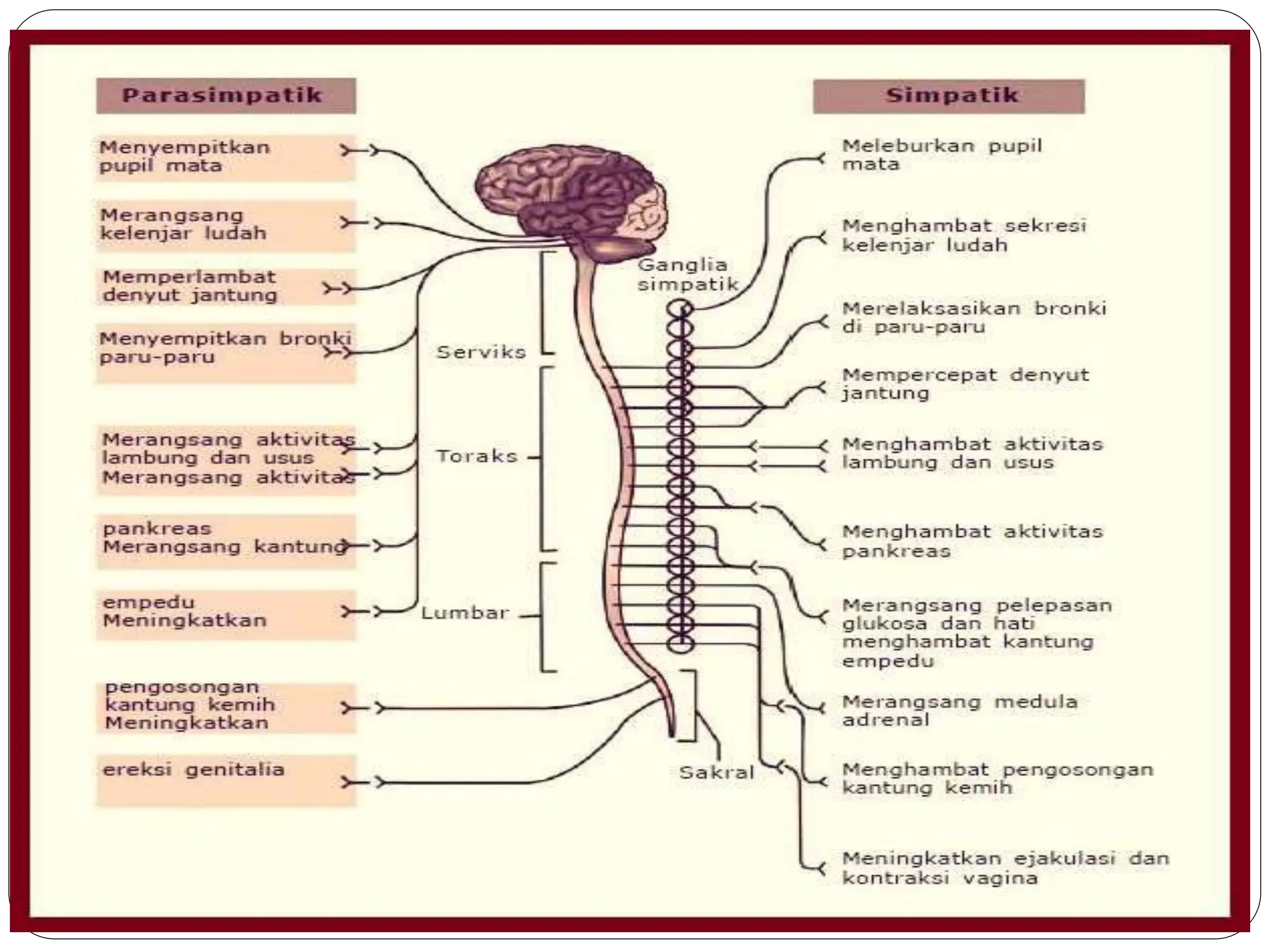 sistem syaraf dan hormon.pptx