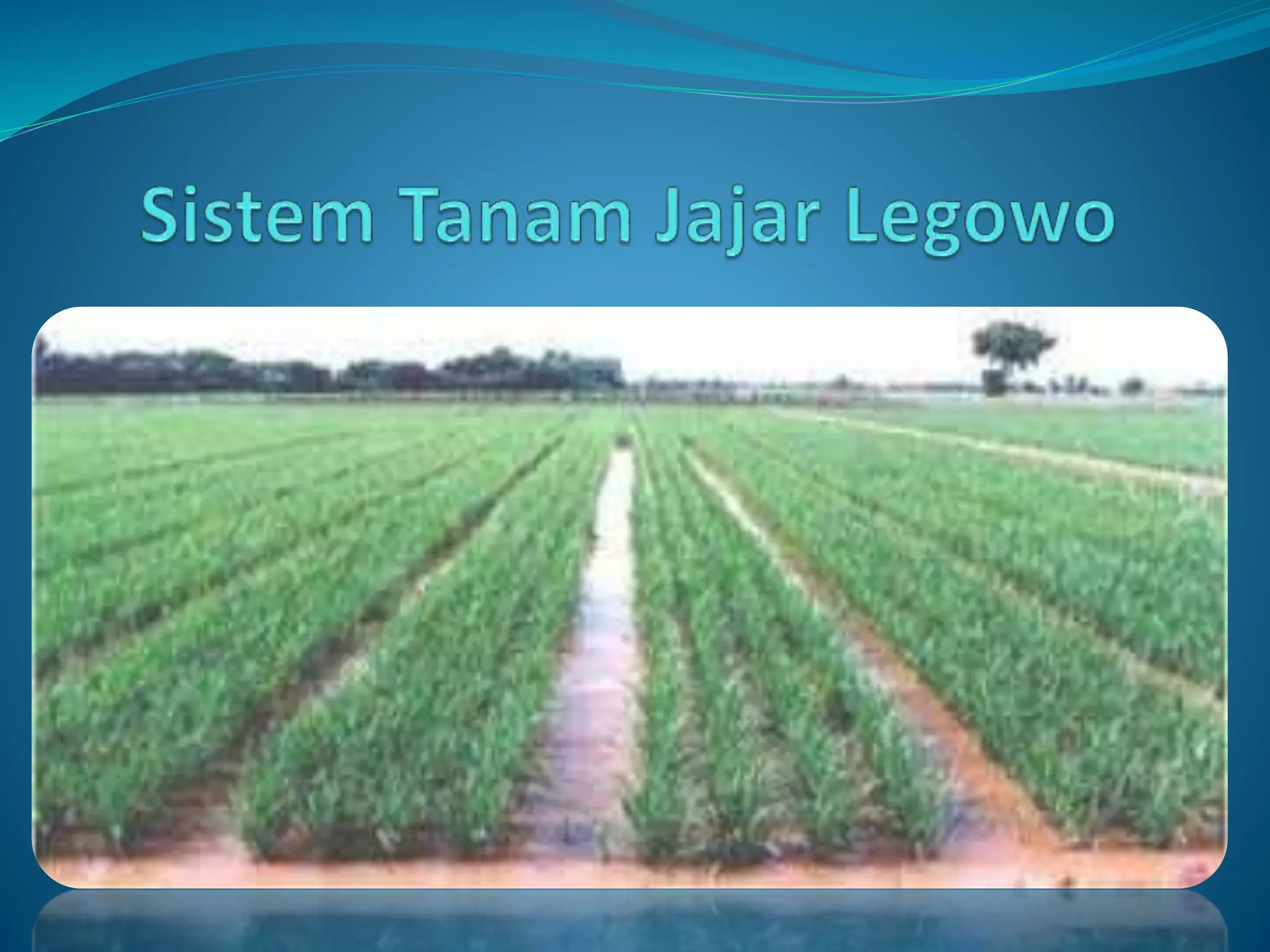 Sistem Tanam Jajar Legowo.pptx