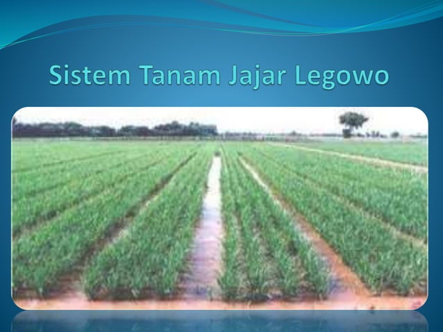 Sistem Tanam Jajar Legowo.pptx