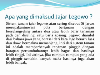Sistem Tanam Jajar Legowo.pptx