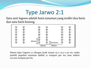 Sistem Tanam Jajar Legowo.pptx