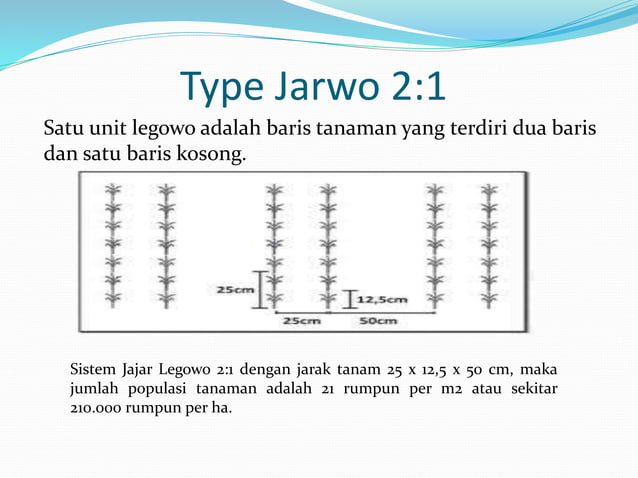 Sistem Tanam Jajar Legowo.pptx