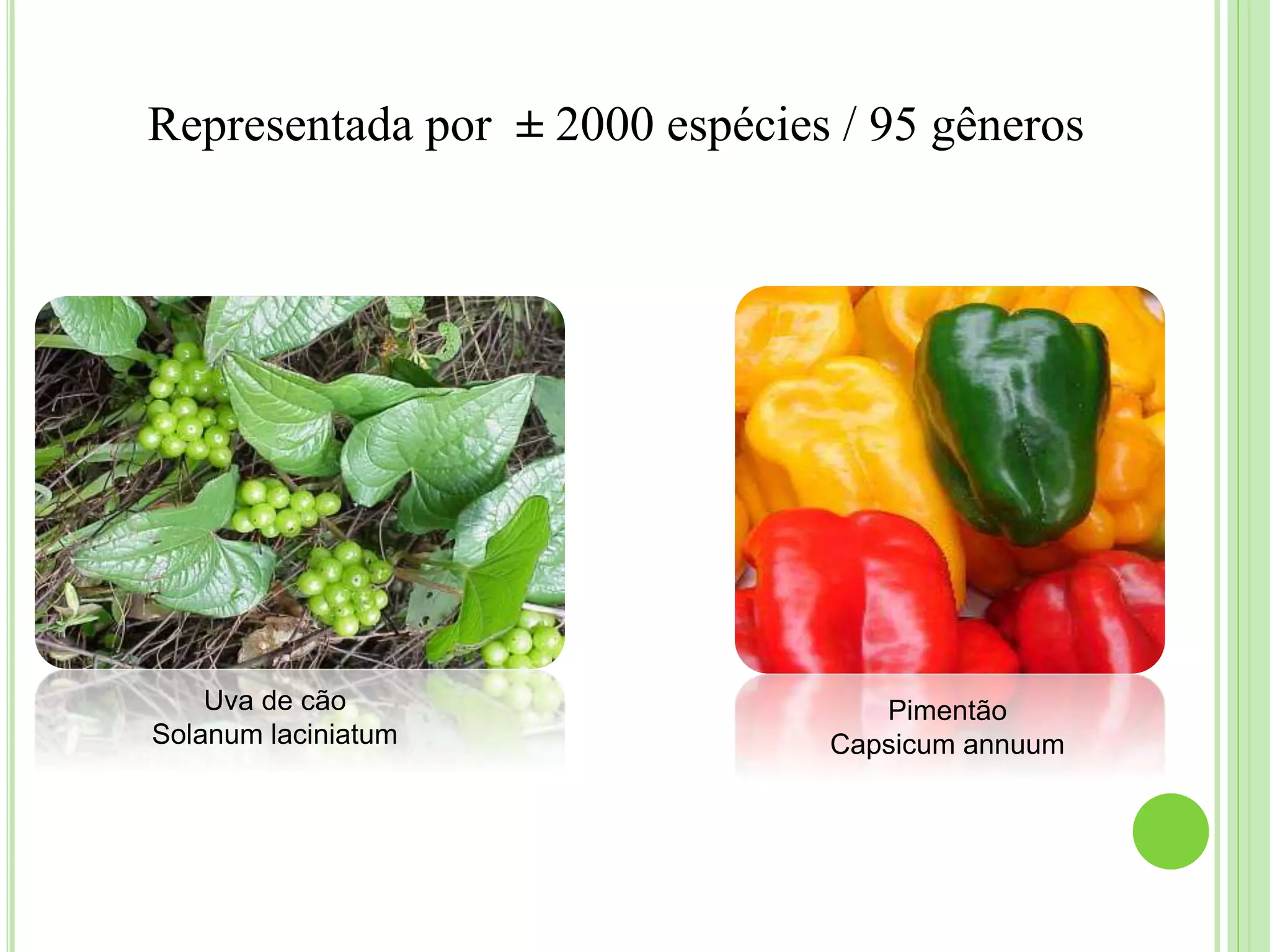 Sistemática vegetal (Família Solanaceae) | PPTX