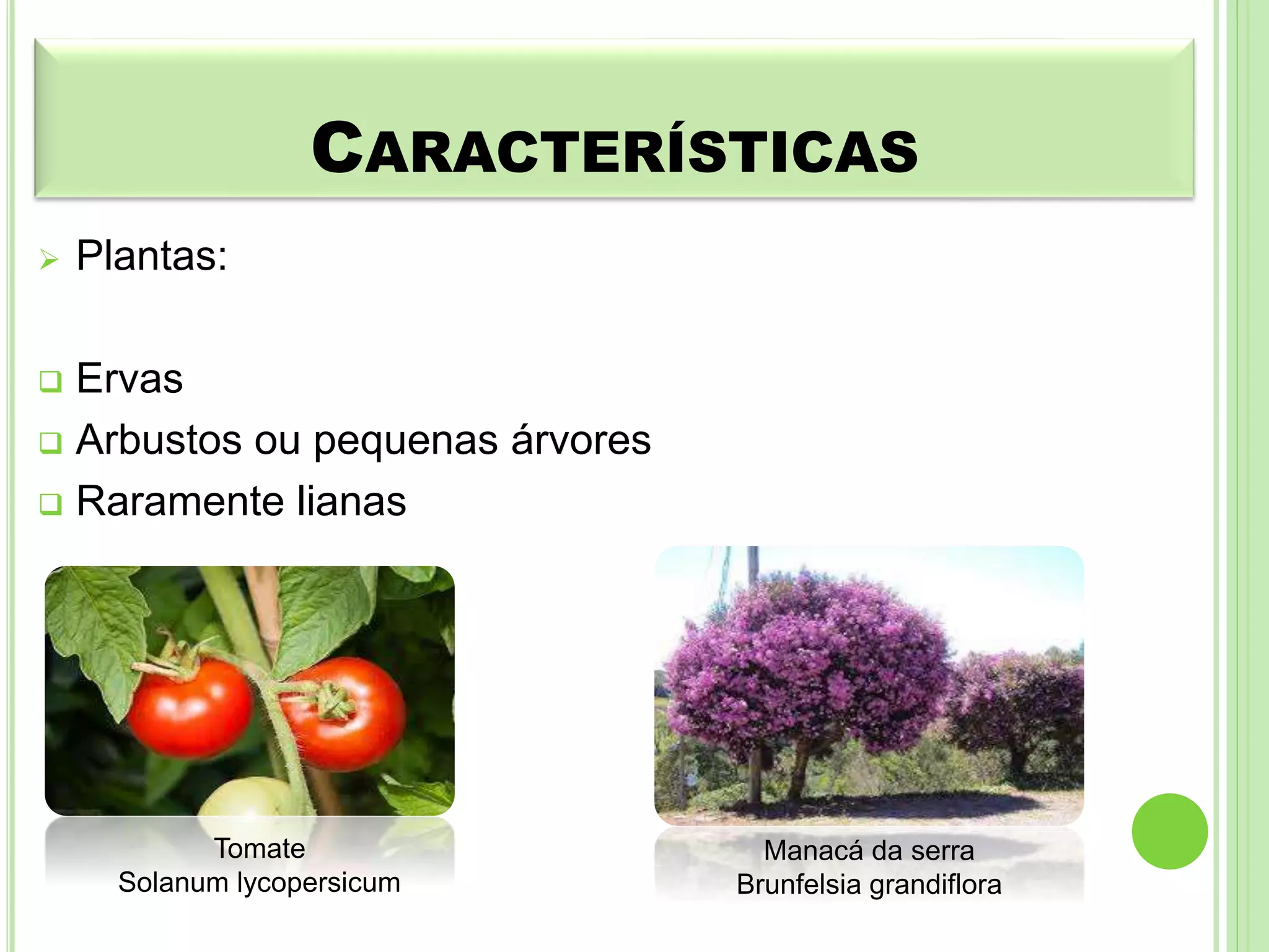 Sistemática vegetal (Família Solanaceae) | PPTX