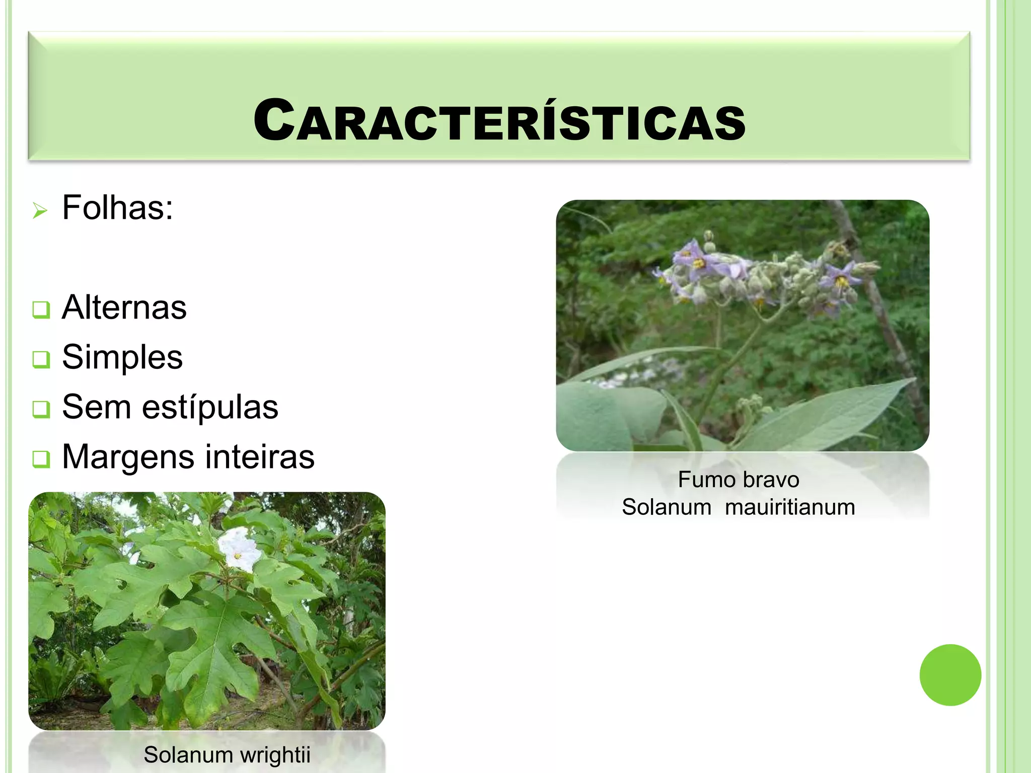 Sistemática vegetal (Família Solanaceae) | PPTX