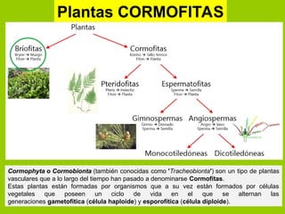 Sistemática Vegetal - plantas vasculares.ppt