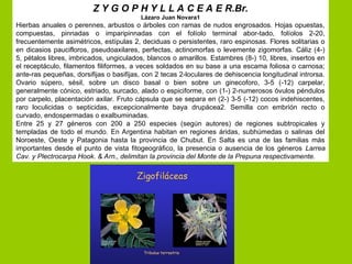 Sistemática Vegetal - plantas vasculares.ppt
