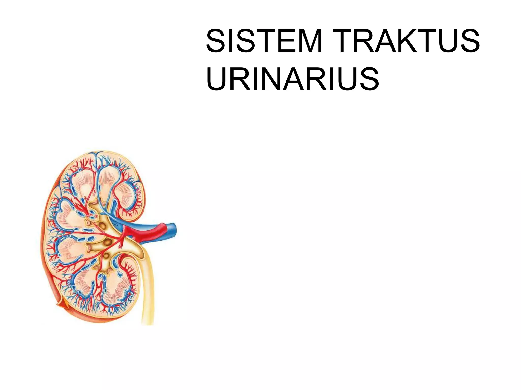 Sistem traktus urinarius | PPTX