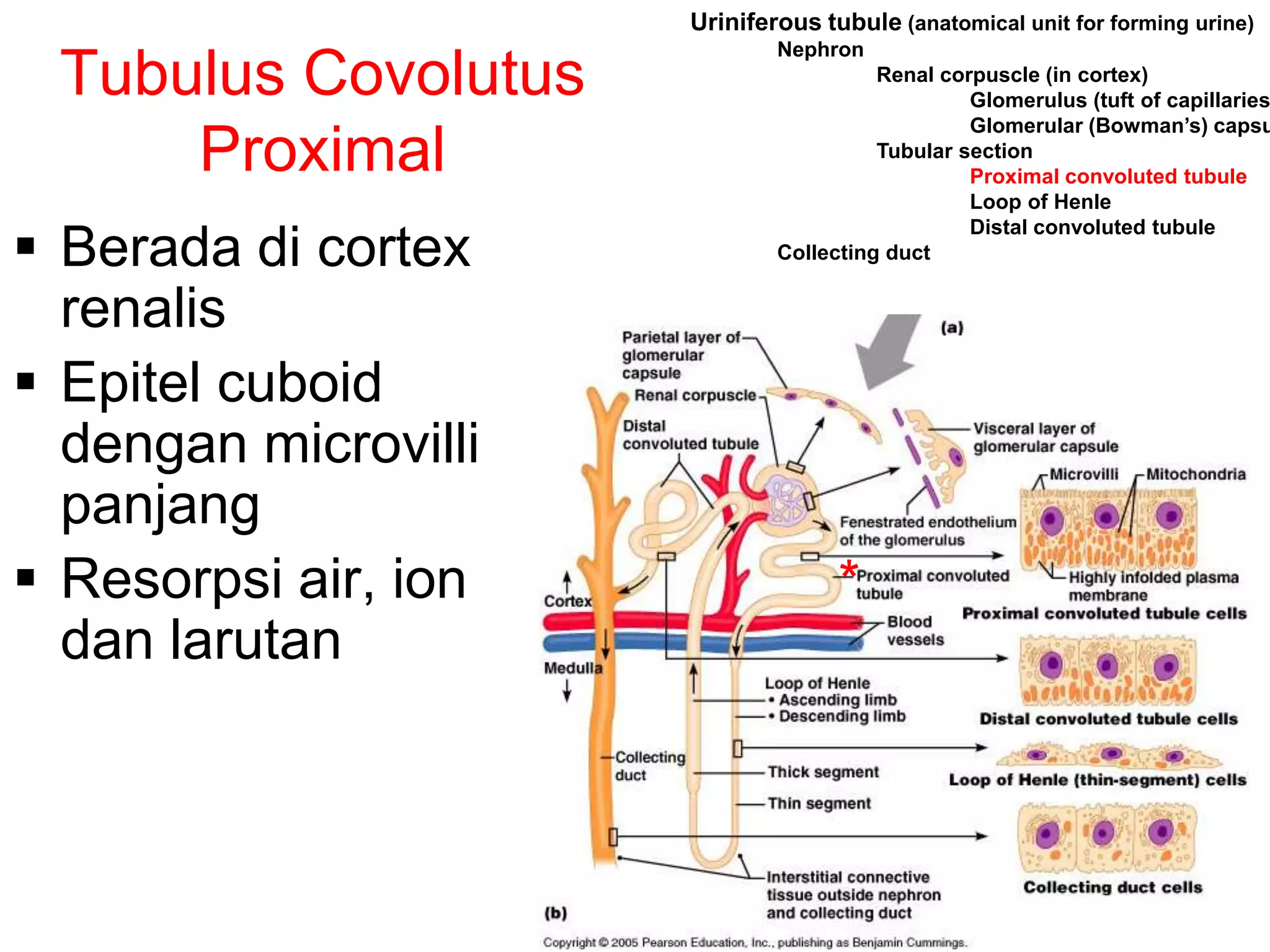 Sistem traktus urinarius | PPTX