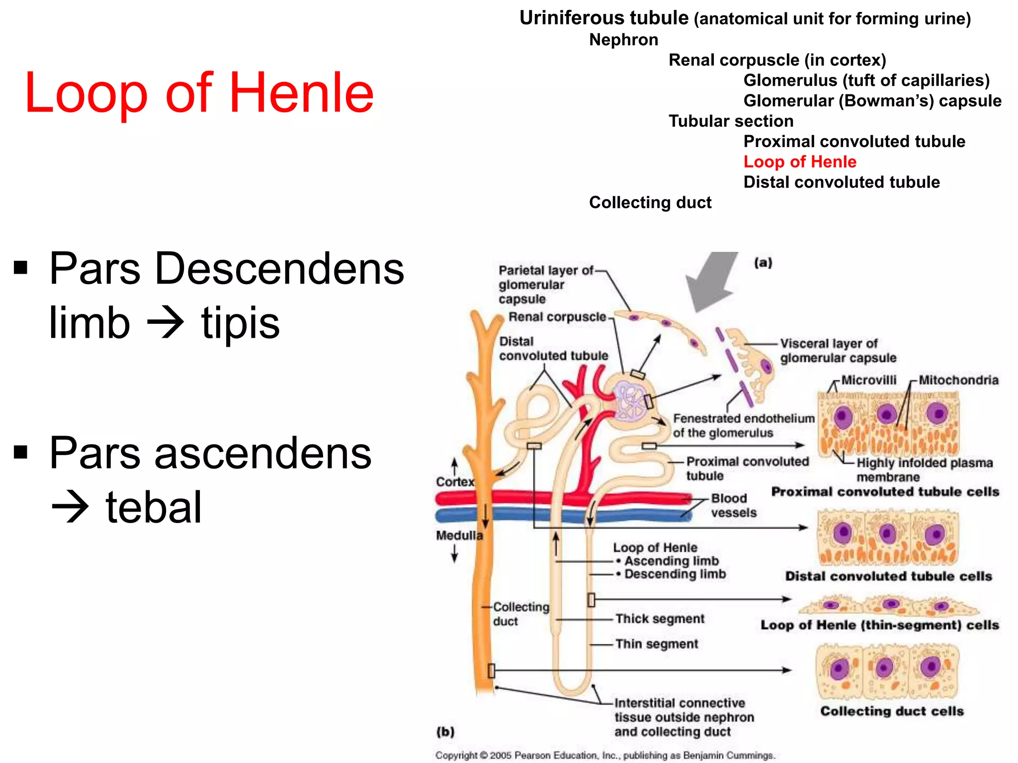 Sistem traktus urinarius | PPTX
