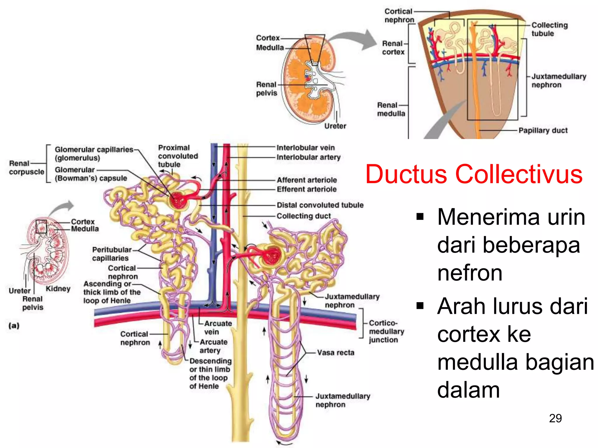 Sistem traktus urinarius | PPTX