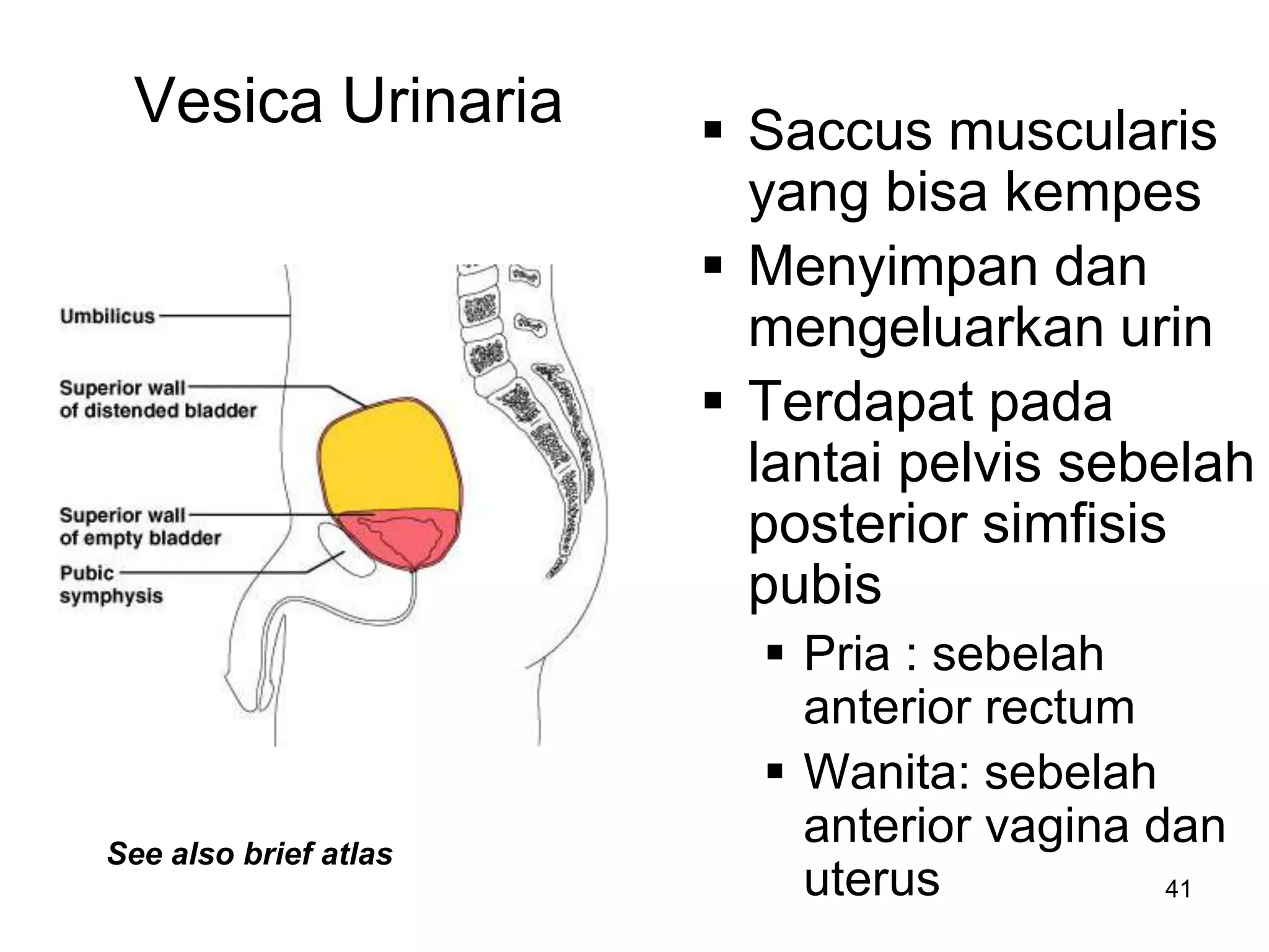 Sistem traktus urinarius | PPTX