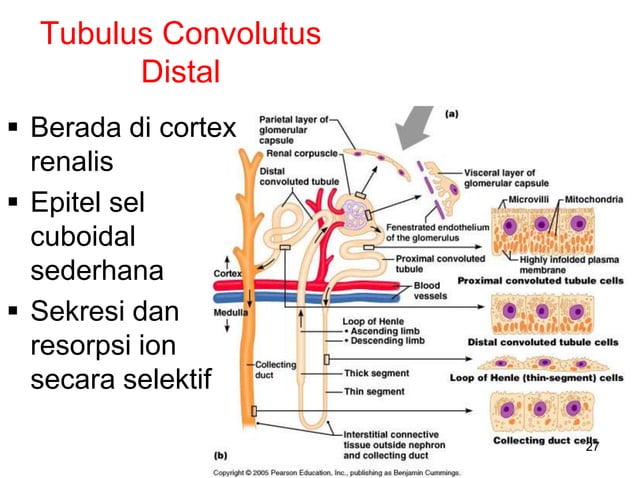 Sistem traktus urinarius | PPTX