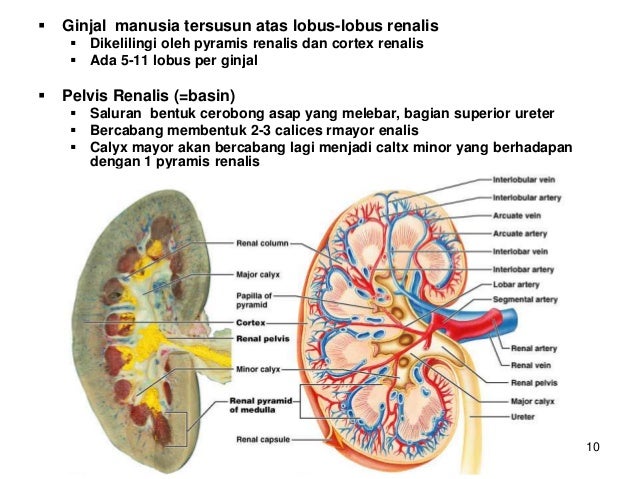 Sistem traktus urinarius